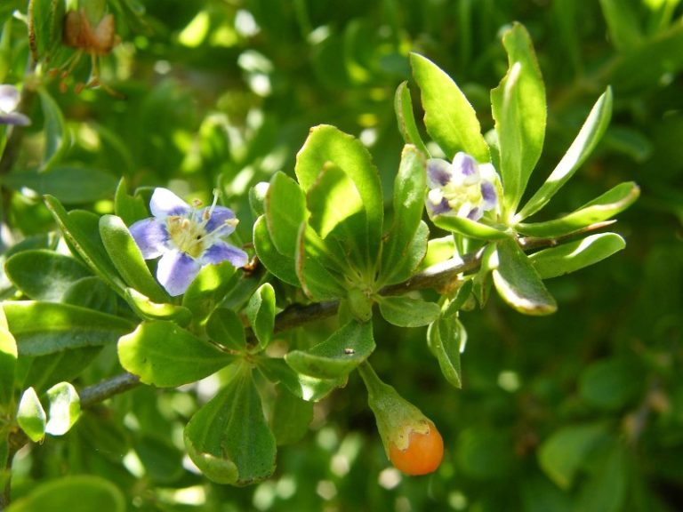 Boxthorn – Weed Action Native Habitat Restoration Trust, Northland, New ...