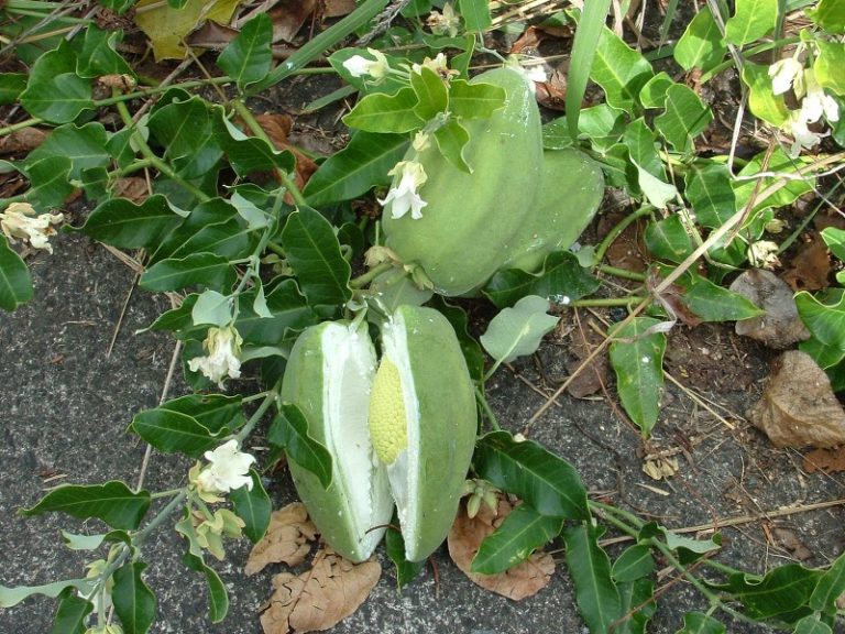 Moth Plant – Weed Action Native Habitat Restoration Trust, Northland ...