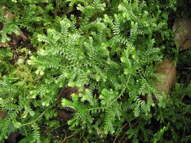 Selaginella – Weed Action Native Habitat Restoration Trust, Northland ...