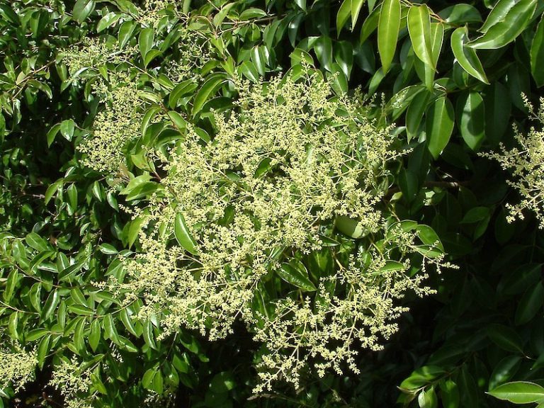 Upping the Ante – Stopping the Spread of Tree Privet – Weed Action ...