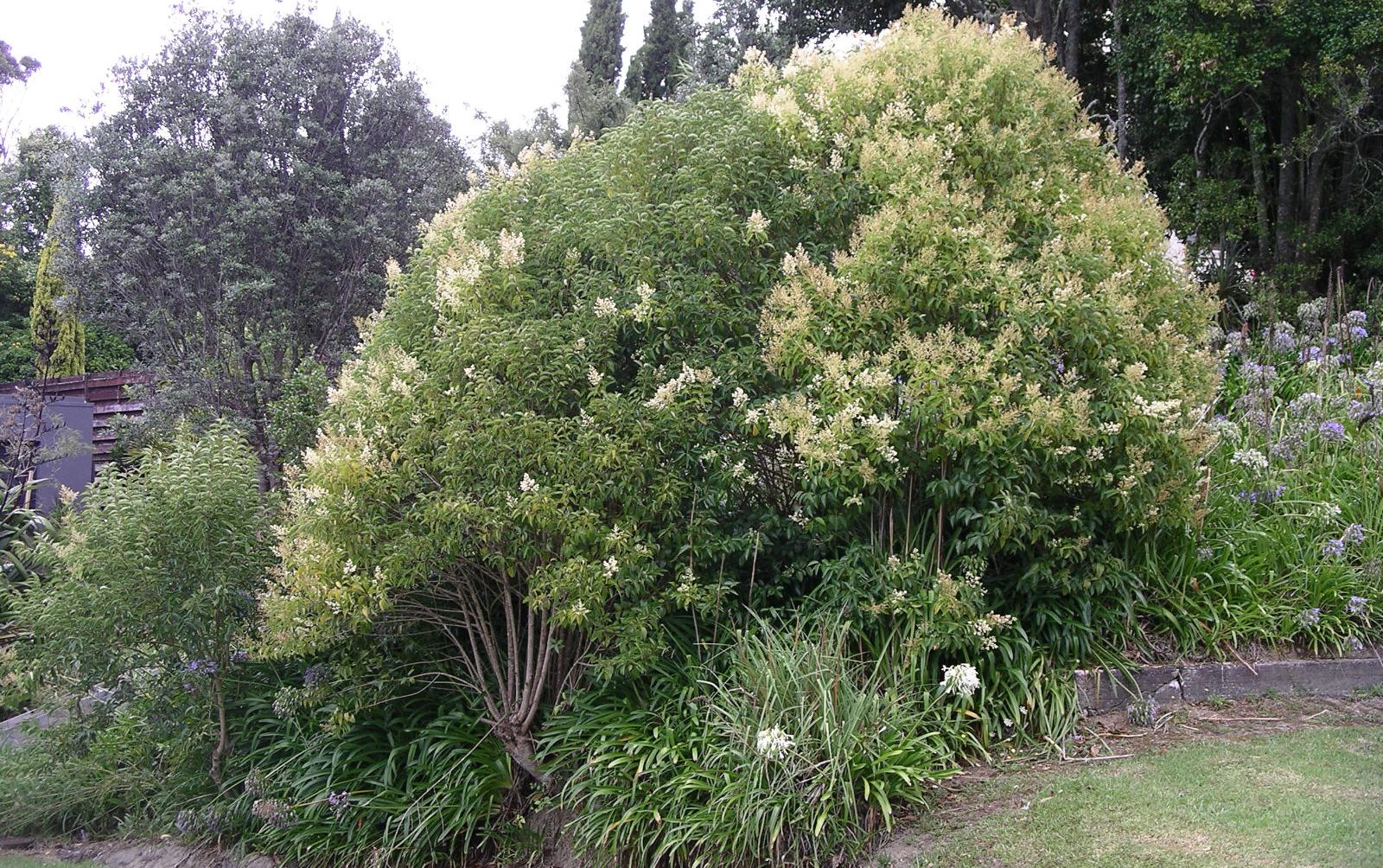 Ligustrum-lucidum-privet-tree-15th-green-IMGP0380-e1473744754853